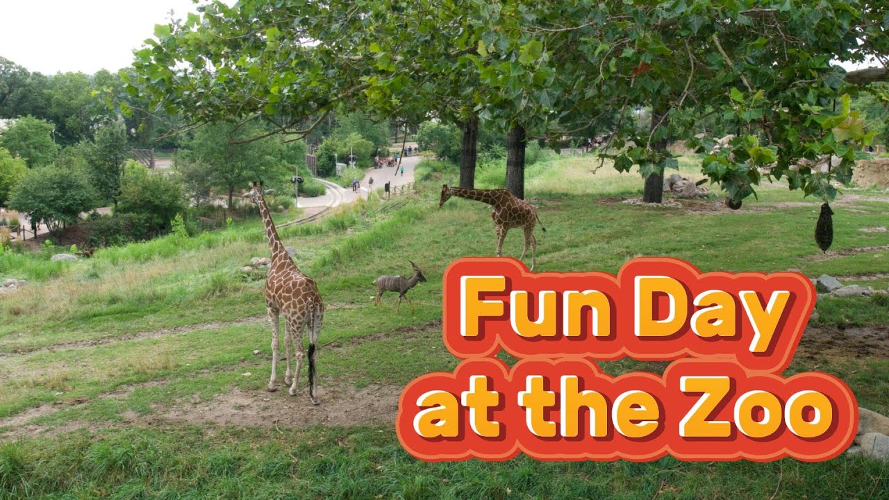 Fun day at the zoo educational video for kids | zoo animals - YouTube