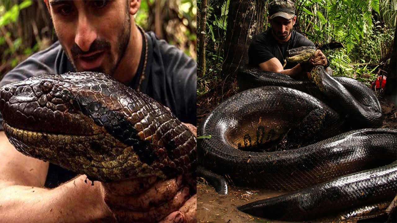 Python snake attack small Deer in The Deep Forest. - YouTube