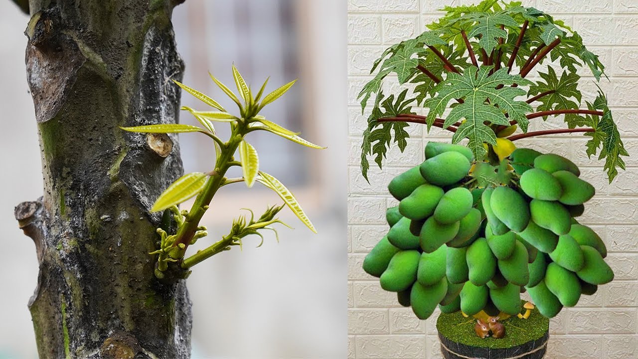 How To Grow Mangoes On Papaya Trees Easily And Give Lots Of Fruit - YouTube