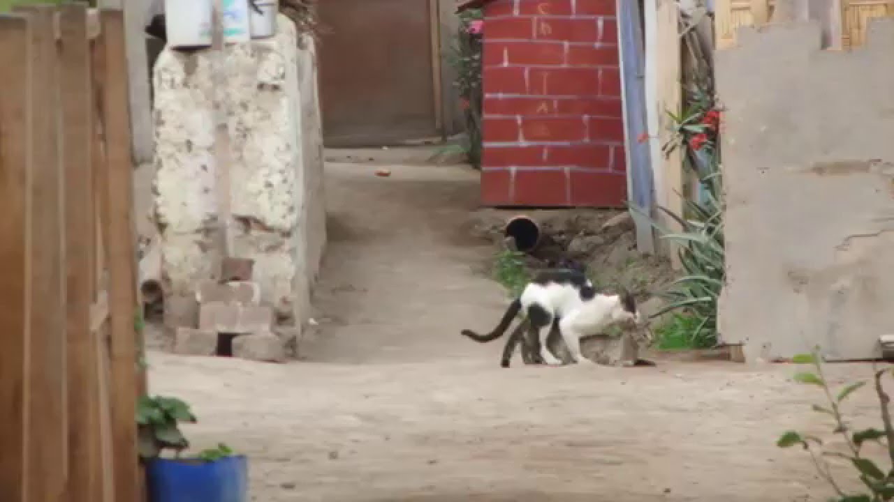 gatos apareándose - YouTube