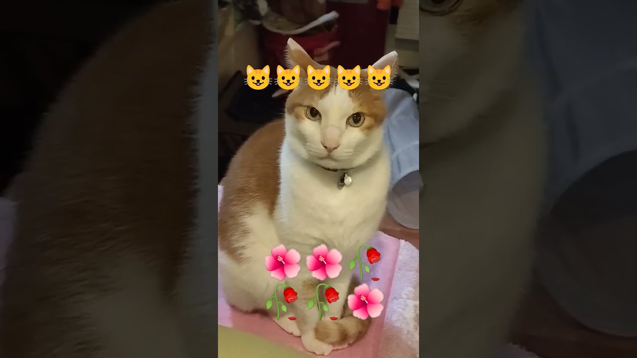 猫炬燵の上に座るトム。😸😸😸Tom sitting on a cat kotatsu #shorts #shortsvideo # ...