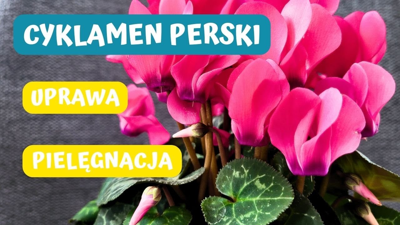 Jak pielęgnować cyklamen perski podczas kwitnienia i po przekwitnięciu ...