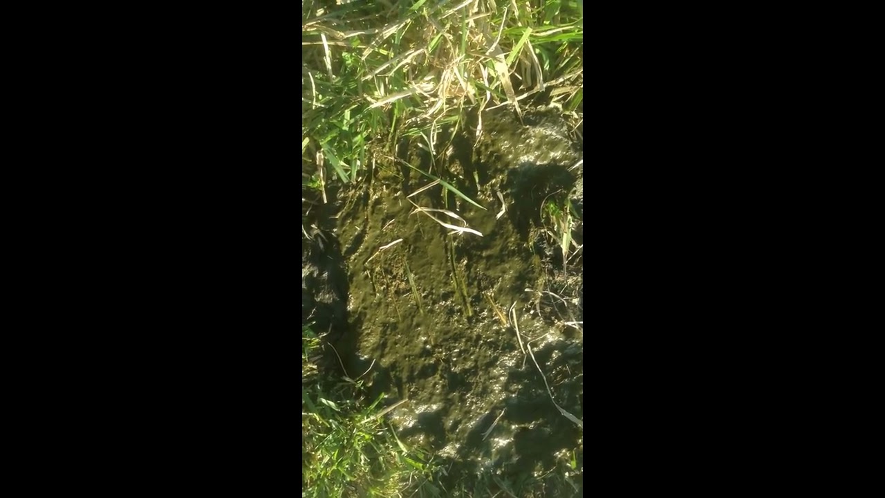 Greg Judy discussing runny spring cow manure - YouTube