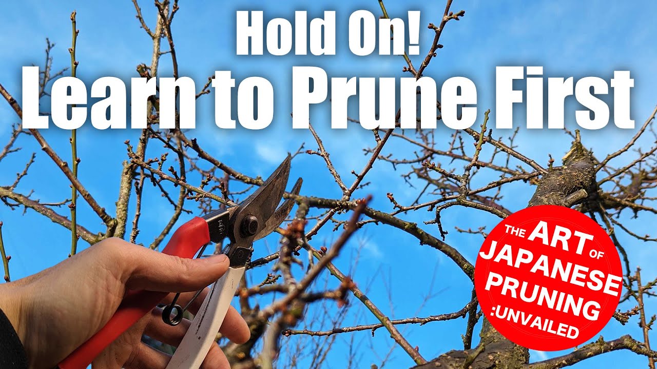 Essential Pruning Skills: Pro Secrets for the Ultimate Harvest【for All fruits trees】 - YouTube