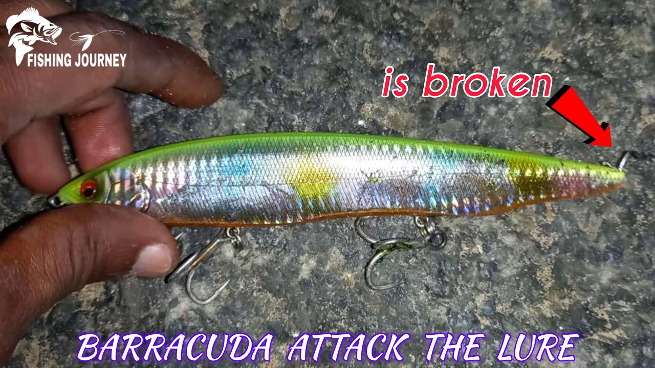 Barracuda Fish Attack The Lure In Shore Fishing - YouTube