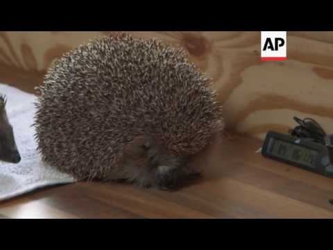 Overweight hedgehog goes on a diet - YouTube
