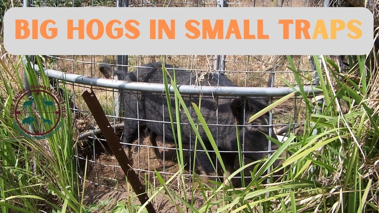 CATCHING FERAL PIGS IN SMALL TRAPS - YouTube