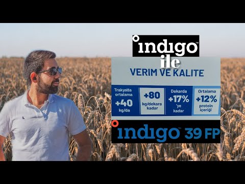 İNDİGO TARLA GÜNÜ 🌾Biotrinsic i39 FP Biyolojik Tohum Kaplama ile Buğdayda Dekara + 80 kg Verim Farkı