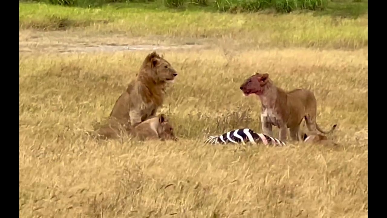 Bloody Feast|#Lion Pride eating Zebra#|Slowly putting her to sleep|Part ...