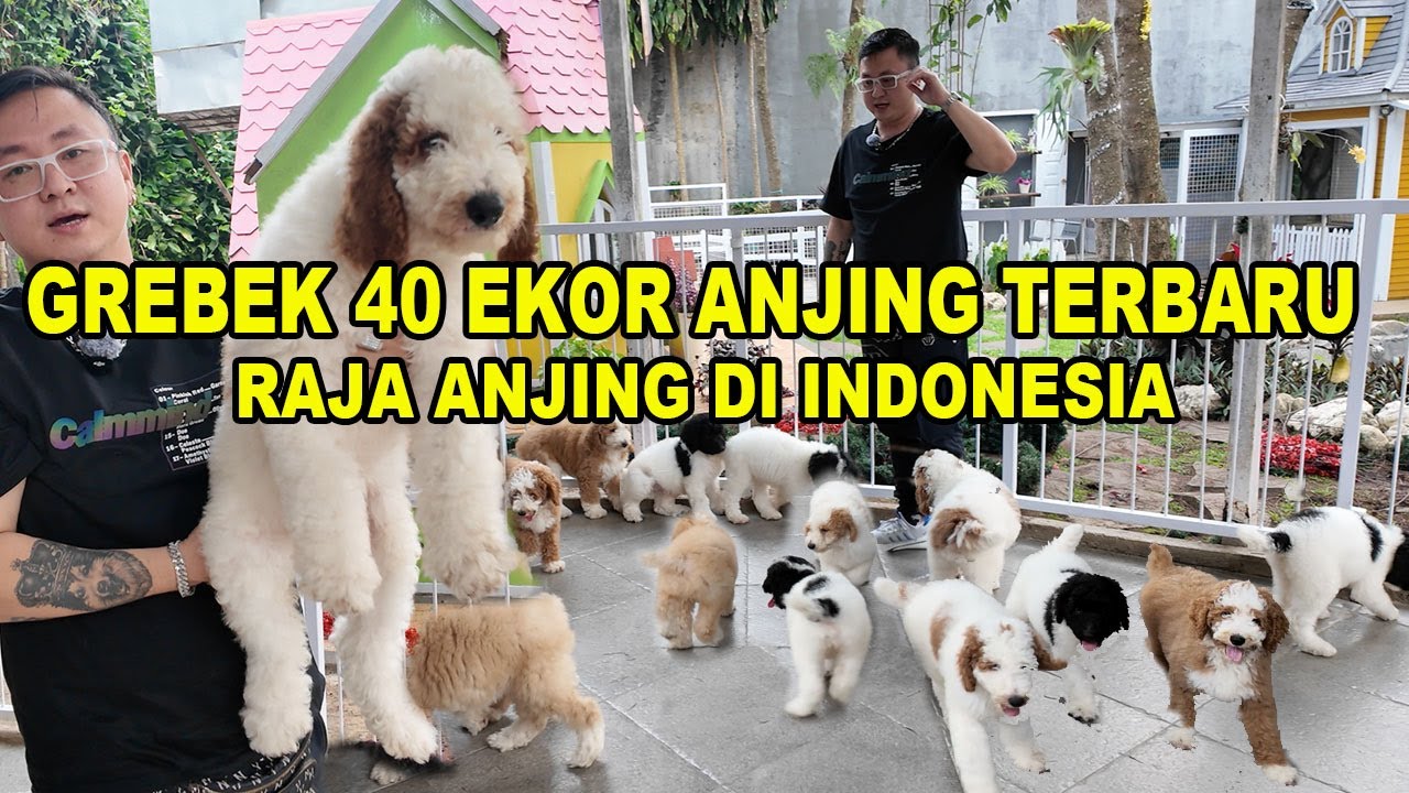 Grebek Stok Raja Anjing - Ada 40 Ekor Lebih Puppy Anjing Berbagai Ras ...