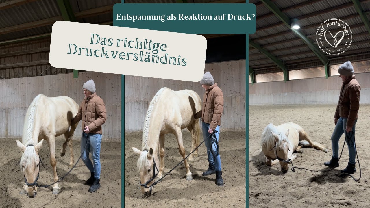 Das richtige Druckverständnis im Pferdetraining! Anna Jantscher erklärt ...