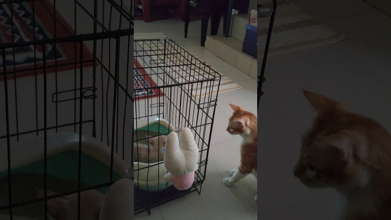 Leo & Little Kiki #Robin Seplut #kittisaurus - YouTube