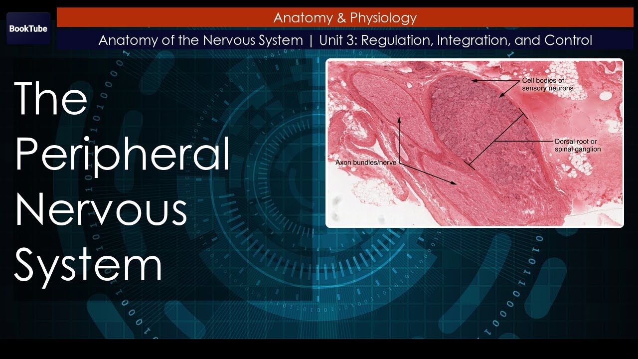 The Peripheral Nervous System | Unit 3: Regulation, Integration, and ...