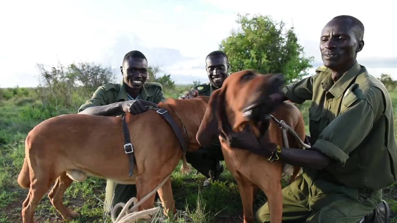 Ranger Dogs Saving Elephants - YouTube