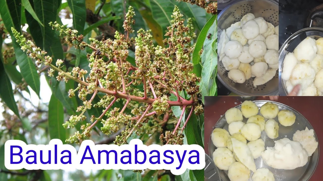 Bakula / Baula Amabasya || one of the typical odia festival || odia ...