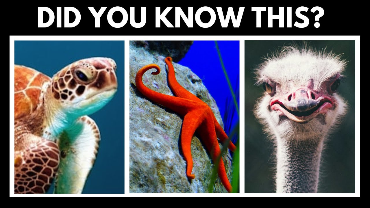 Quirky Animals: Freaky Facts About Nature's Oddballs! - YouTube