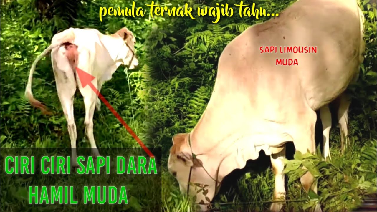 🔴ciri ciri sapi hamil muda || sapi limousin putih bungun.!! - YouTube