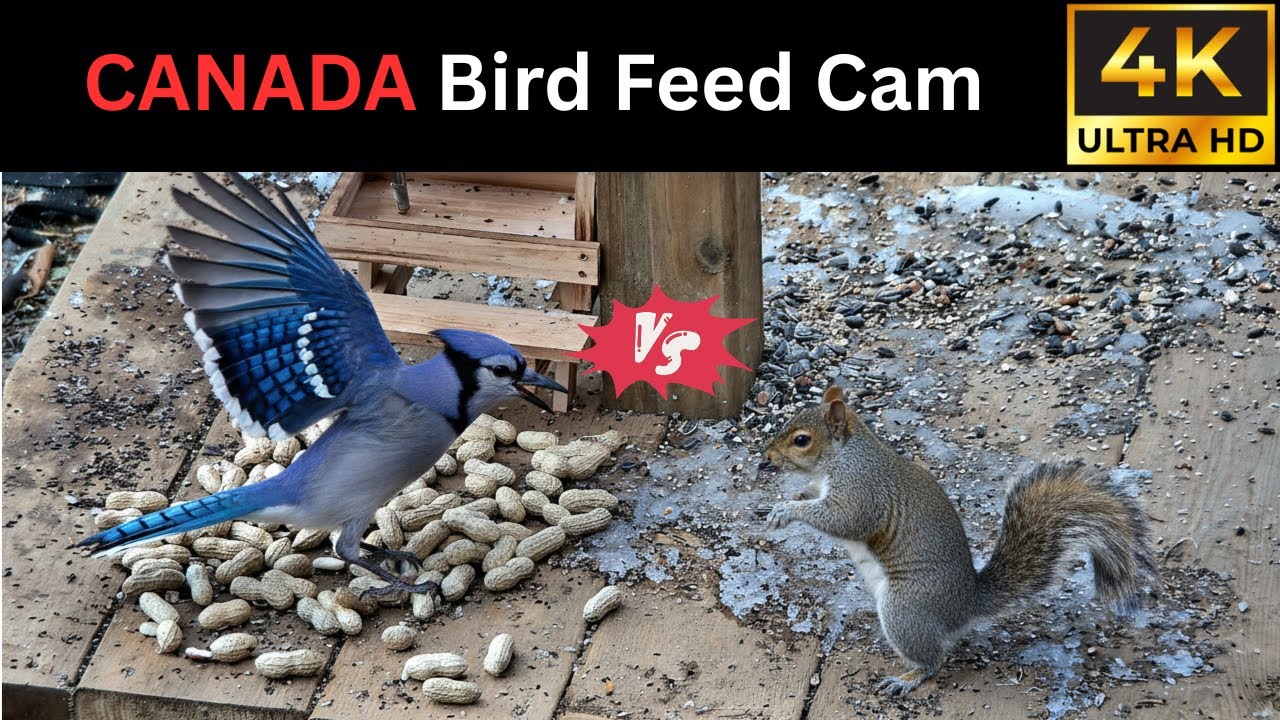 RAW Nature Sound | 4K Ultra HD Wildlife Blue Jay vs Squirrel – Who ...