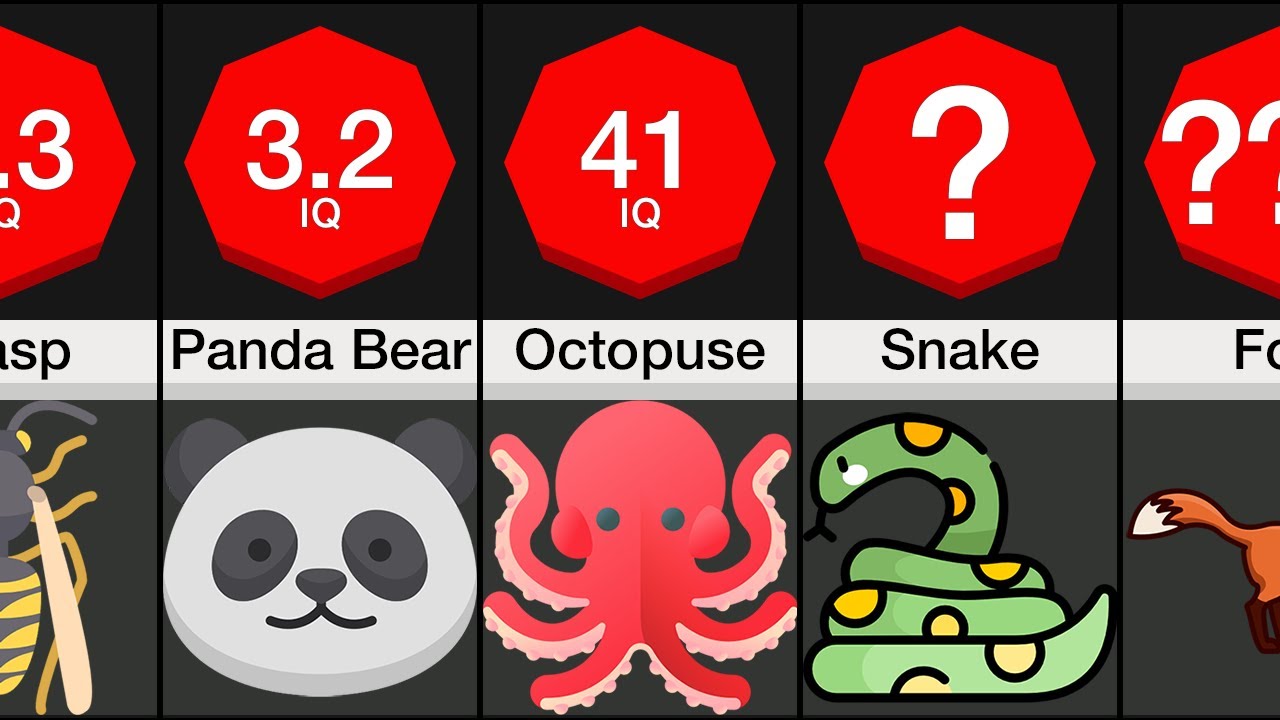Animal Intelligence Comparison - YouTube