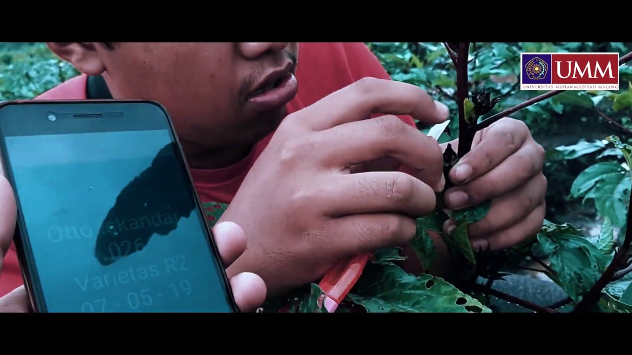 PROSES DAN TAHAPAN EMASKULASI DAN PERSILANGAN TANAMAN ROSELA (Hibiscus ...