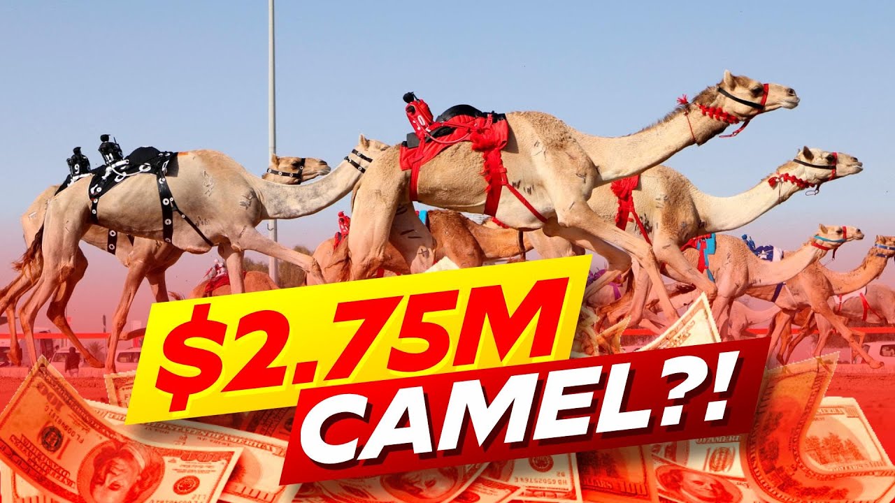 Million Dollar Camel Racing | The Insane Amounts of Money made through ...
