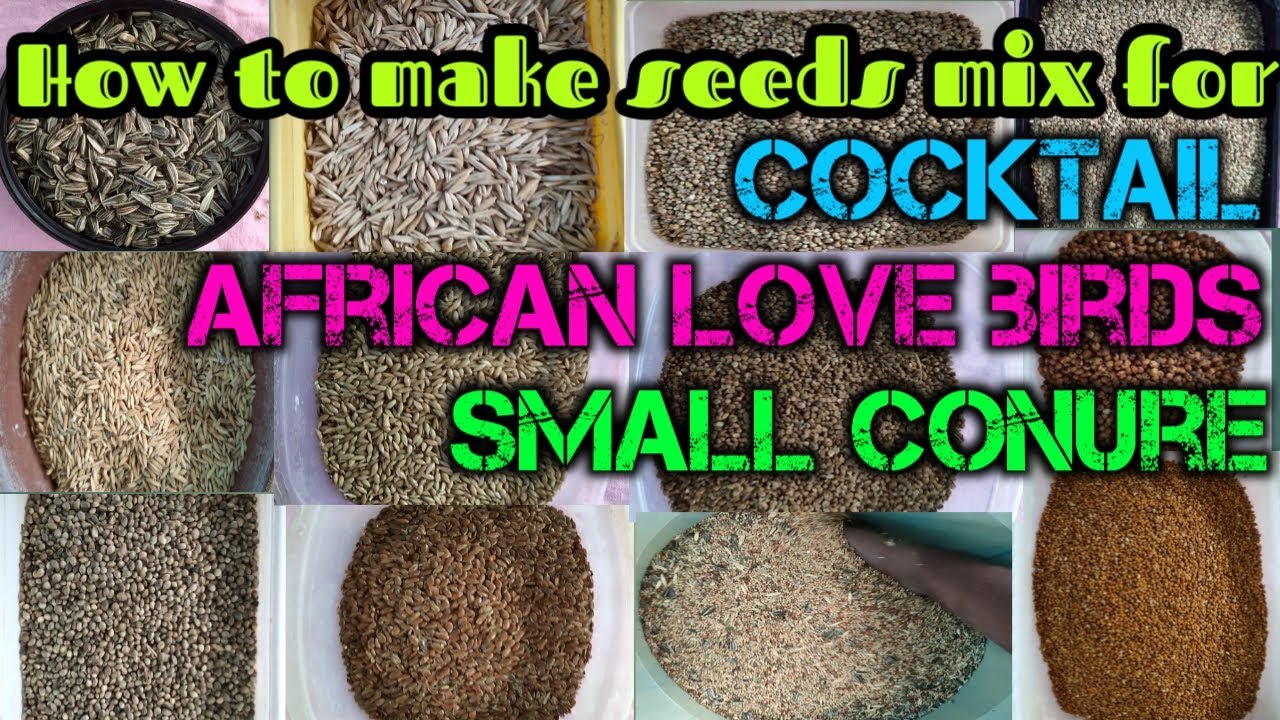 How to make African seeds mix in home /small conure seed mix in tamil ...