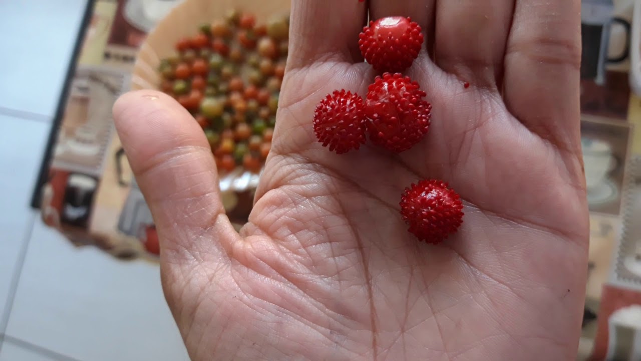 Garden Alpine Strawberries - South Africa - YouTube