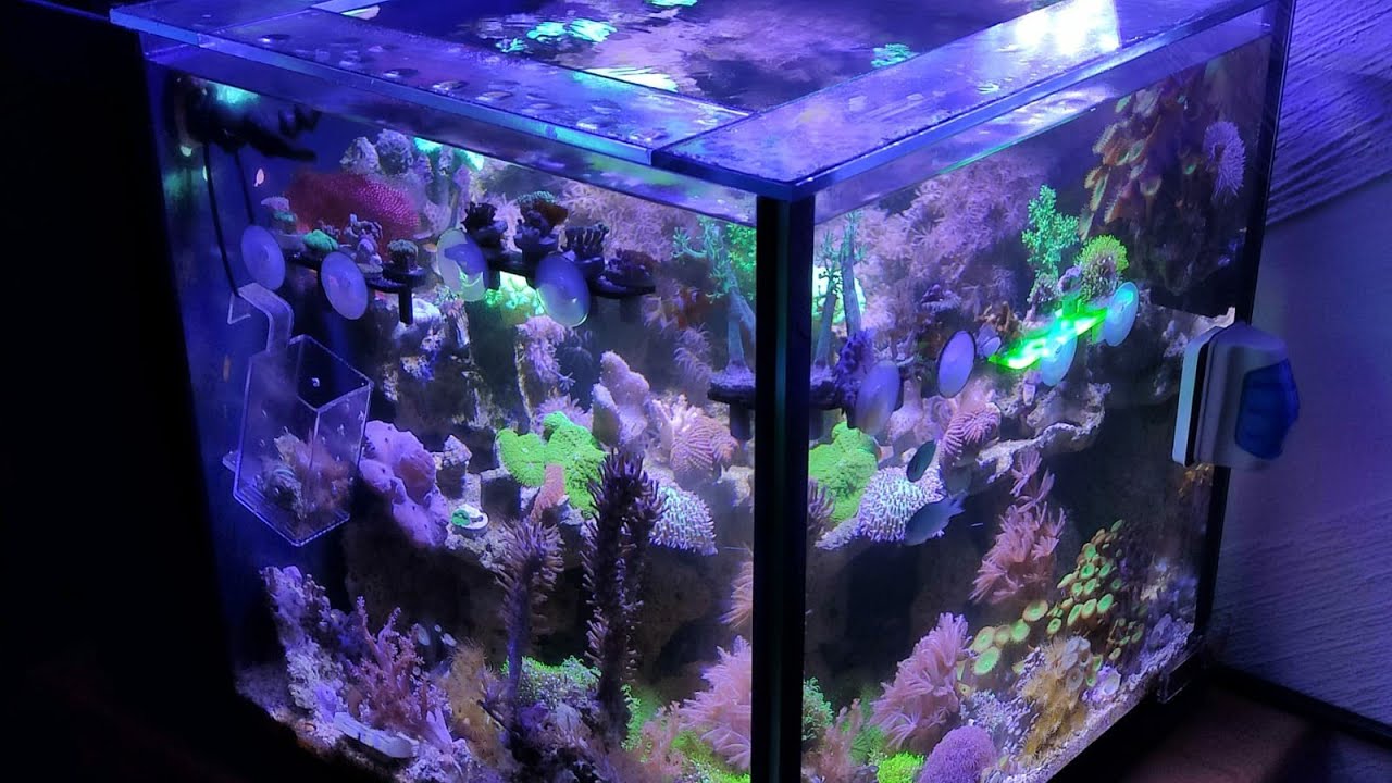 3 acuario nano. reef - YouTube