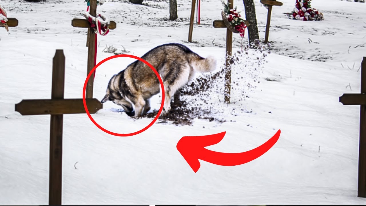 Dog Frantically Digs At Grave And His Owner Couldn’t Believe What ...