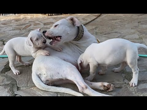DOGO ARGENTINO LEYDİ KENDİ YAVRULARINI KOVMAYA BAŞLADI :)