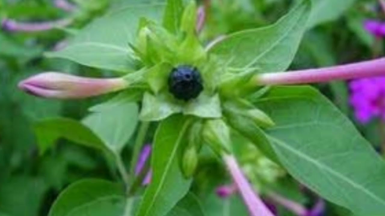 Flor Maravilha #10 - YouTube