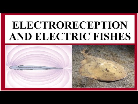 Electroreception and Electric Fishes/ BS, BSc, MSc/ Zoology Miller ...
