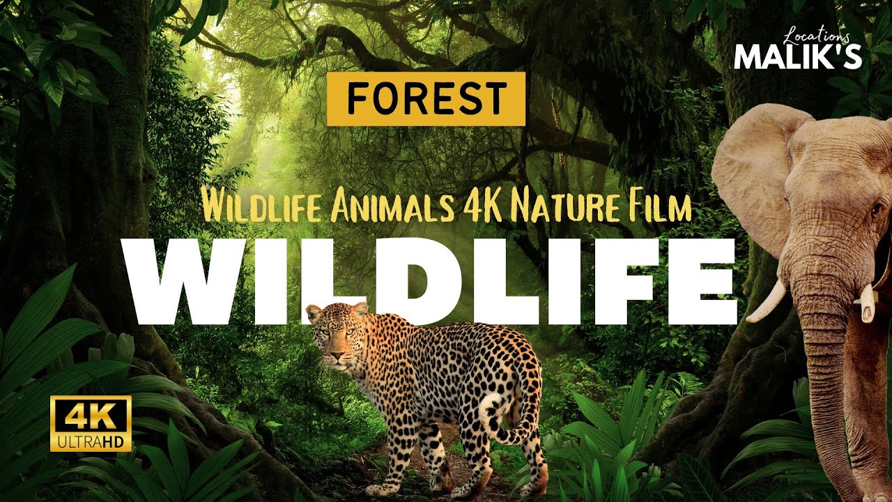 Wildlife Animals 4K Nature Film | Wildlife Adventure Movies | Animal ...