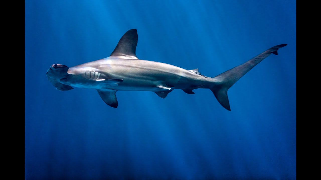 A Shark Week Montage Of Sharky Sharks - YouTube
