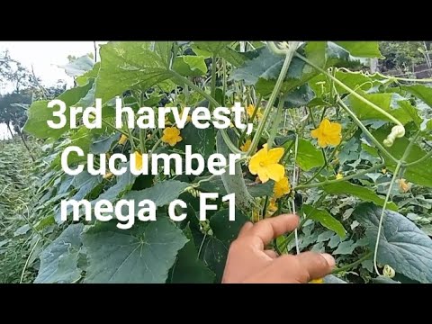 Cucumber mega c, 3rd harvest at 38 day old halos doble na ang pitas ...