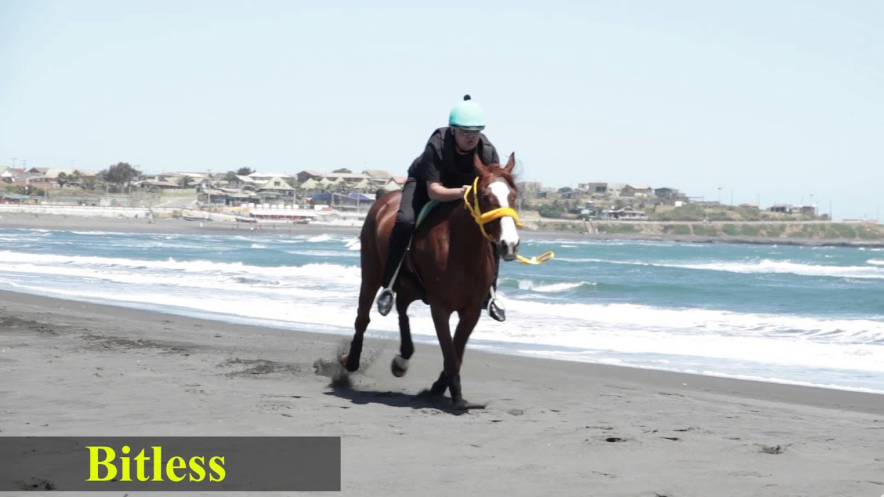 Bitless Training - Wings for race - Ishbak Shehadeh - YouTube