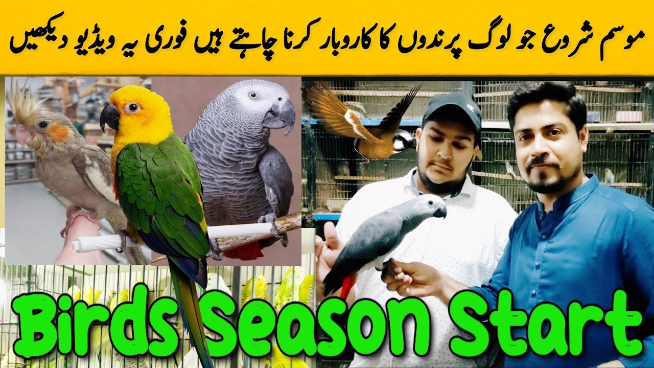 Birds season start | Start Your Birds Shop Business - YouTube