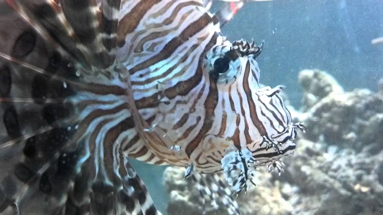 My Anemones are a'mating? - YouTube