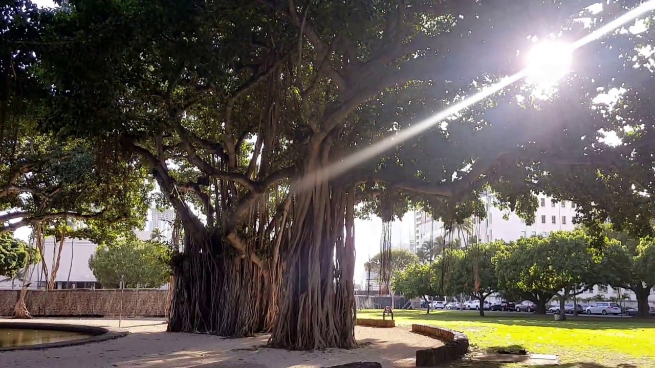 Ring of Banyan Trees around Sacred Water at Park Across from Honolulu ...