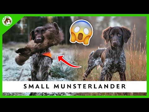 This Small Munsterlander Is the CUTEST Companion You'll Ever Meet!