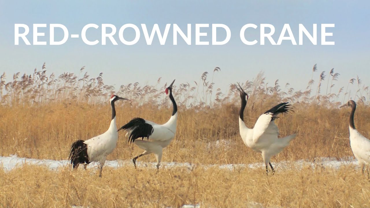 Beautiful Crane Dance | Red Crowned Crane Call | Crane Mating Dance ...