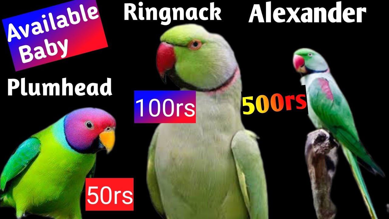 Alexander VS Ringneck VS PlumHead Parrot Price #kanhaiyasir #parrot # ...