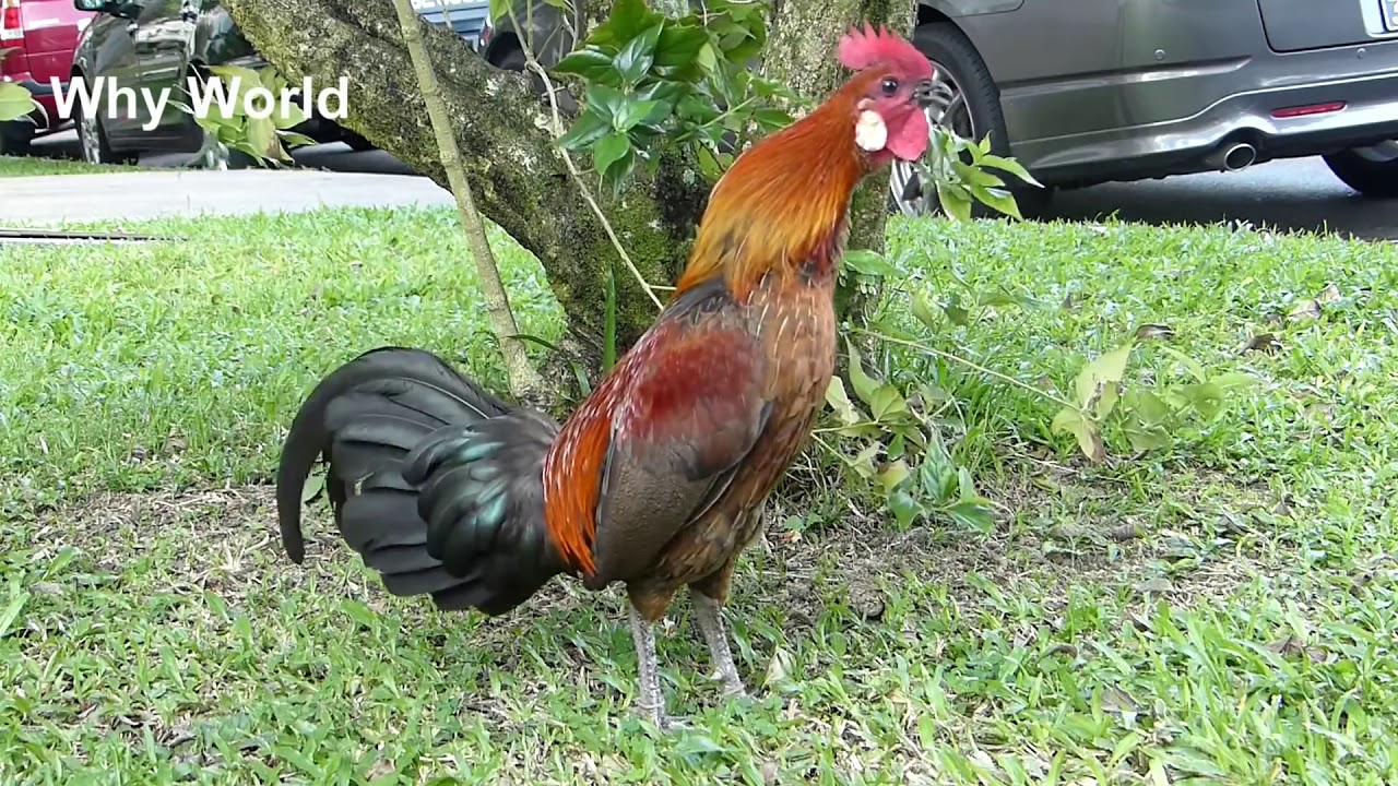 Funny Chickens & Roosters Chasing Kids – Funny Chicken & Rooster Video ...