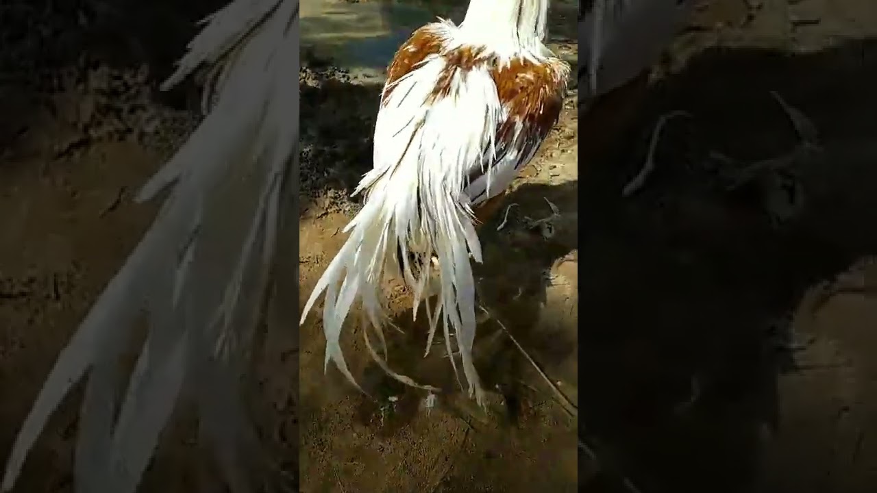 Andhra murga//হাসিল মুরগি।#shorts # - YouTube