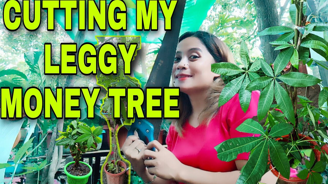 GAWIN ITO SA (LEGGY)MONEY TREE MO,CUTTING MY LEGGY MONEY TREE,PAANO KO ...