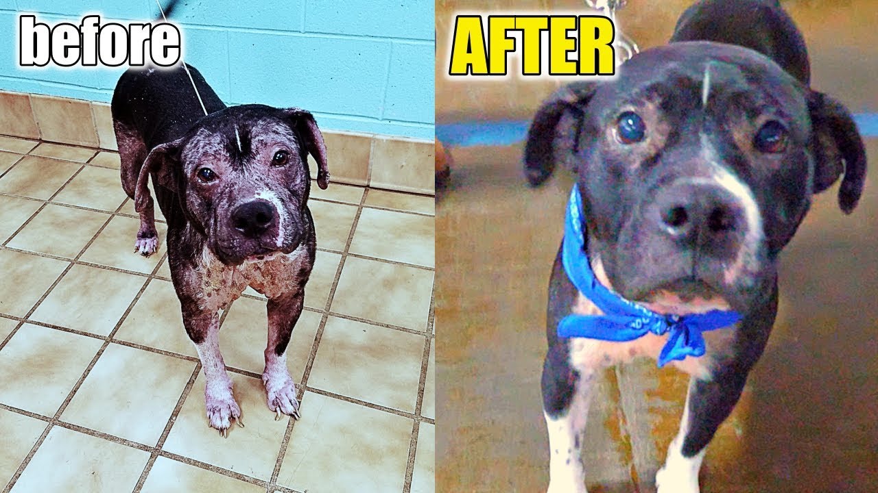 FRIENDLY ABANDONED DOG RESCUED after Empty The Shelters (1 of 2) - YouTube