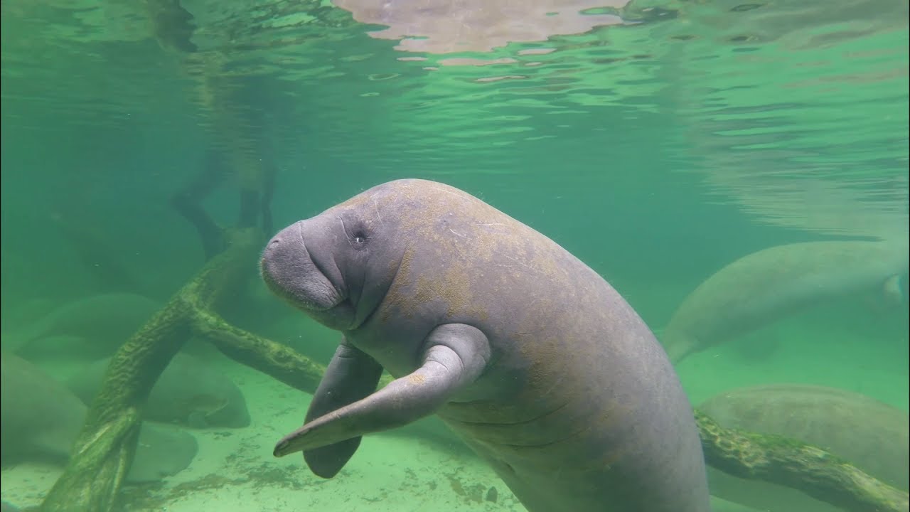 Manatee Whiskers - YouTube