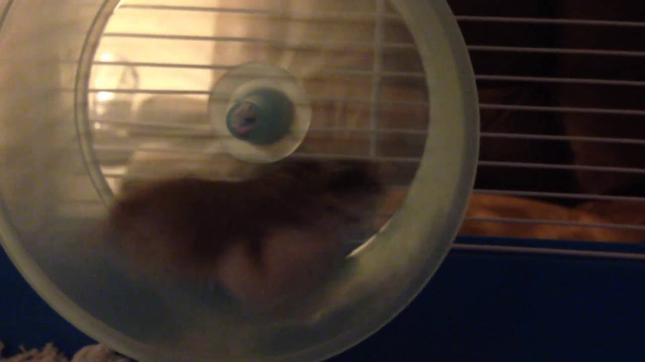 Finn the hamster - YouTube