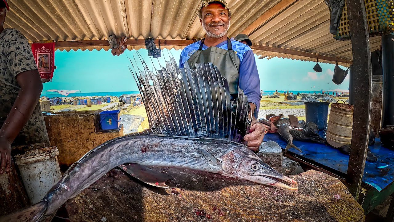 Sailfish Can Swim at the Speed of 109 Km | Indo Pacific 5kg Sailfish ...