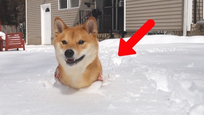 Shibe Snow Gif